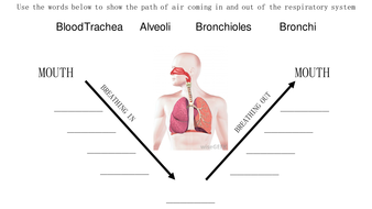 Structures and functions of respiratory system | Teaching Resources
