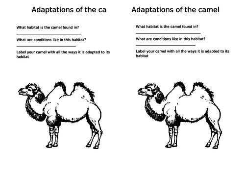 KS3 Unit 7D Biology - Ecosystem (7a Vary, 7b Adaptation, 7c Habitat, 7d ...