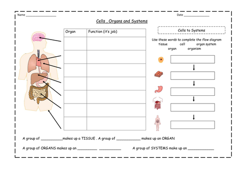 KS3 or KS4 Organs and Cells including homeostasis loop game for whole ...