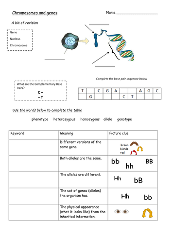 KS4 Biology Punnett Squares Booklet | Teaching Resources