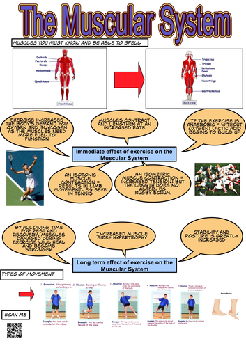 PE posters of the 4 main body systems | Teaching Resources