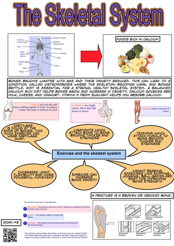 PE posters of the 4 main body systems | Teaching Resources