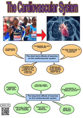 PE posters of the 4 main body systems | Teaching Resources