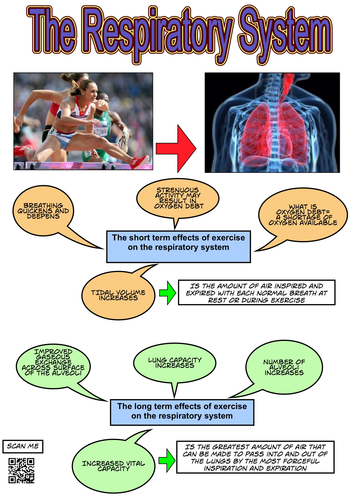 PE posters of the 4 main body systems | Teaching Resources