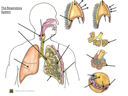 Respiratory System Learning Game | Teaching Resources