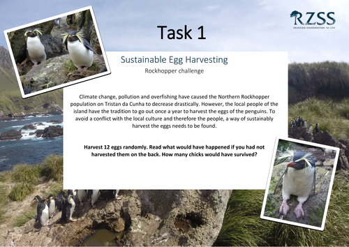 Rockhopper Penguin Conservation - Project Pinnamin | Teaching Resources