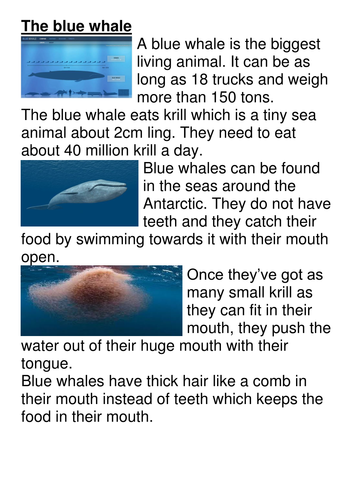 1 week non-fiction literacy planning on the blue whale and Antarctic ...