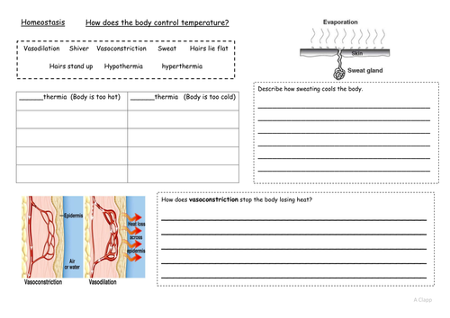 homeostasis | Teaching Resources