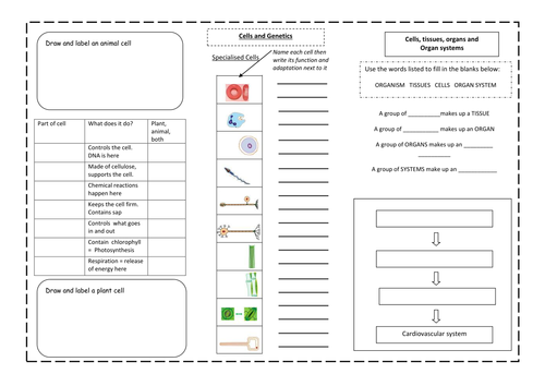 cells and genetics | Teaching Resources