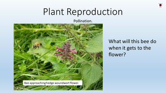 New KS3 Lesson on Plant Reproduction - pollination, with practical work ...