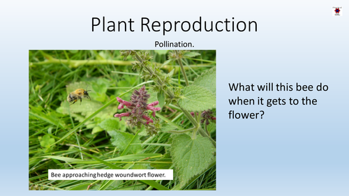 New KS3 Lesson on Plant Reproduction - pollination, with practical work ...