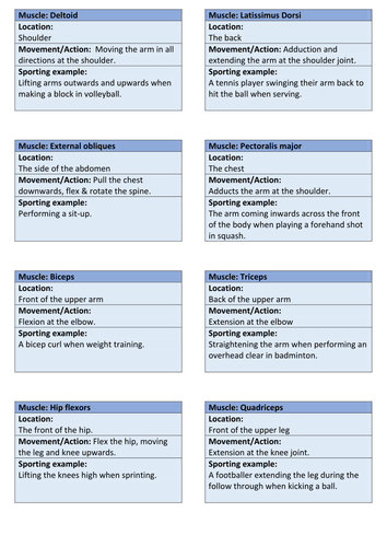 GCSE PE Edexcel 9-1 Muscle location and actions flash/revision cards ...