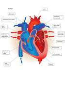 Edexcel New GCSE PE 9-1. Heart Diagrams. by tom1414 - Teaching ...