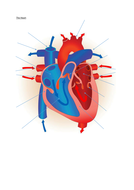 Edexcel New GCSE PE 9-1. Heart Diagrams. | Teaching Resources