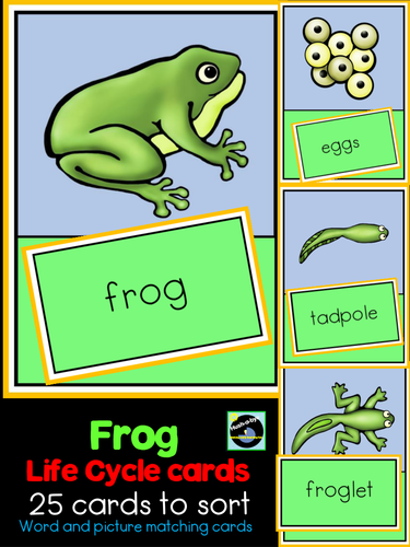 Frog Life Cycle Sorting Cards | Teaching Resources