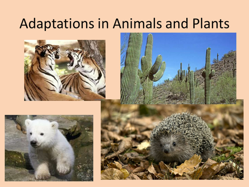 Adaptations in animals and plants | Teaching Resources