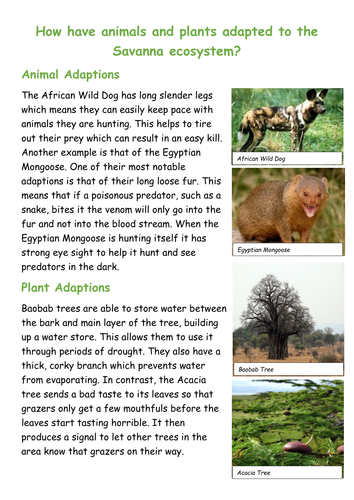Savanna Ecosystem | Teaching Resources