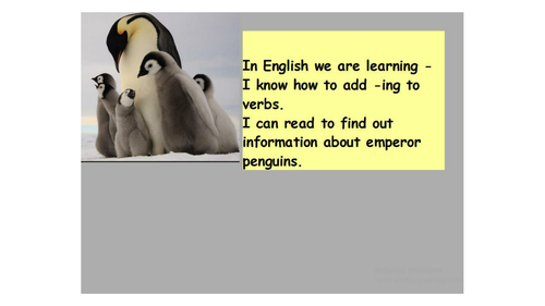 1 week non-fiction literacy planning on emperor penguins and the ...