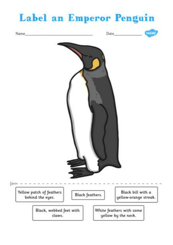 1 week non-fiction literacy planning on emperor penguins and the ...