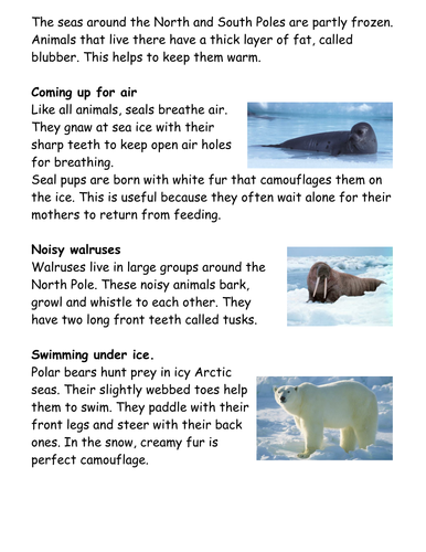 1 week non-fiction literacy planning on emperor penguins and the ...
