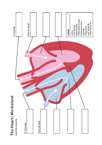 OCR GCSE PE (2016) - CARDIOVASCULAR SYSTEM POWERPOINT | Teaching Resources