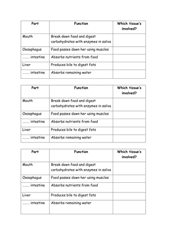 NEW GCSE B3 Organisation and the digestive system lesson 1-4 | Teaching ...
