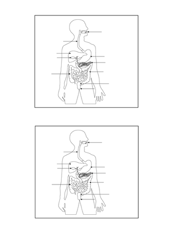 NEW GCSE B3 Organisation and the digestive system lesson 1-4 | Teaching ...