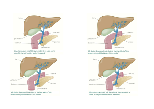 NEW GCSE B3 Organisation and the digestive system lesson 5-7 | Teaching ...