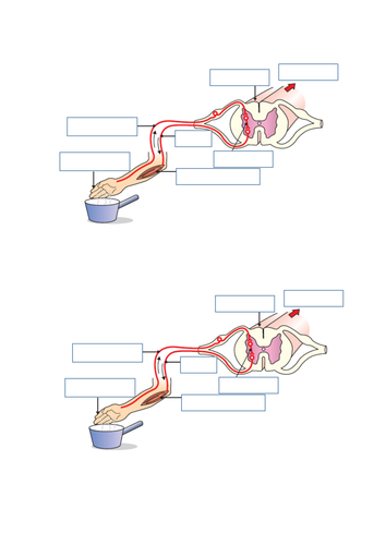 NEW GCSE AQA B10 The human nervous system | Teaching Resources NEW GCSE AQA B10 The human nervous system | Teaching Resources