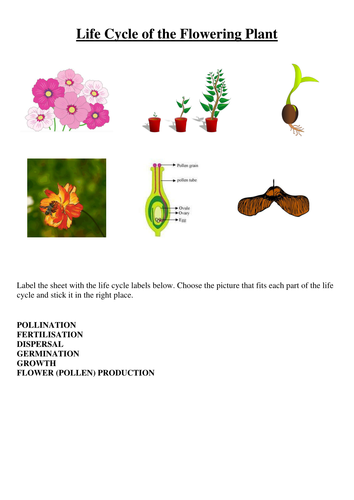 Flowering plant resources | Teaching Resources