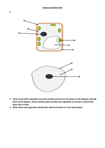 Specilised Cells Activity and Animal and Plant Cell Starter | Teaching ...