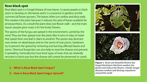 Diseases Caused by Fungi and Protists | Teaching Resources