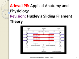 A-level PE: Sliding Filament Theory Revision by simisterlucy | Teaching ...