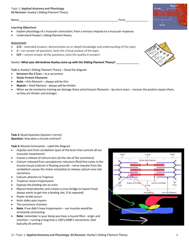A-level PE: Sliding Filament Theory Revision | Teaching Resources