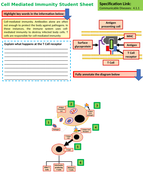 A Level Biology Cell Mediated Immunity Lesson & Activities | Teaching ...