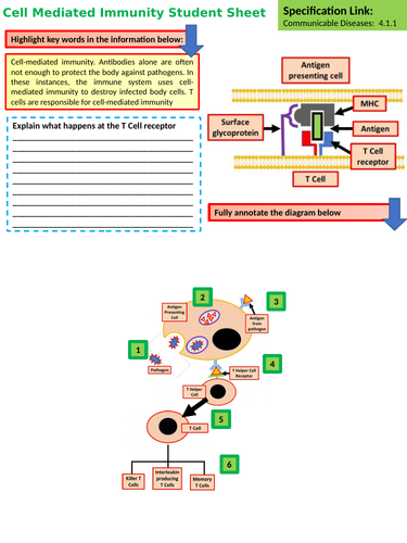 A Level Biology Cell Mediated Immunity Lesson & Activities | Teaching ...