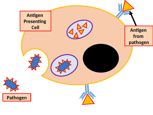 A Level Biology Cell Mediated Immunity Lesson & Activities | Teaching ...