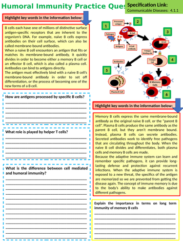 A Level Biology Humoral Immunity Lesson & Activities | Teaching Resources