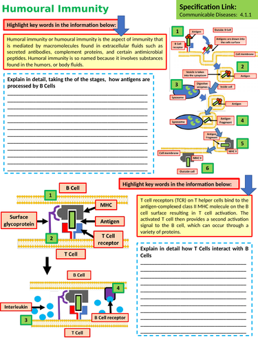 A Level Biology Humoral Immunity Lesson & Activities | Teaching Resources