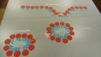 A Level Biology Humoral Immunity Lesson & Activities | Teaching Resources