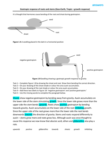 Chemical coordination in plants - 3 worksheets + starter - Tropisms ...