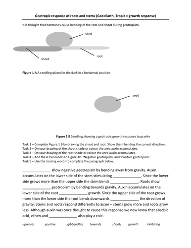 Chemical coordination in plants - 3 worksheets + starter - Tropisms ...