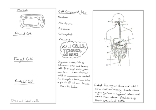 B2 Biology AQA GCSE Revision Pages by Module | Teaching Resources