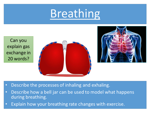 Breathing and gas exchange New AQA spec | Teaching Resources