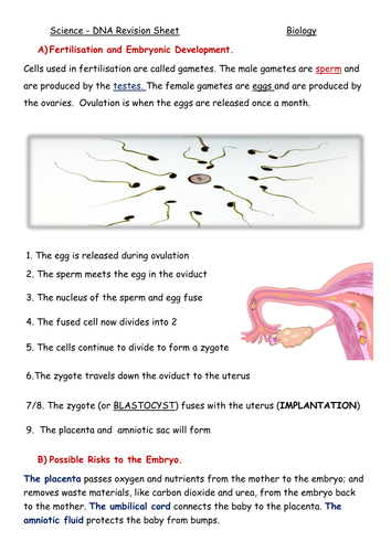 Biology DNA Topic Revision Sheet | Teaching Resources