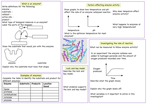 Enzymes Cheat Sheet