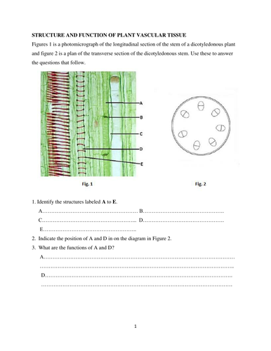 STRUCTURE AND FUNCTION OF PLANT VASCULAR TISSUE | Teaching Resources