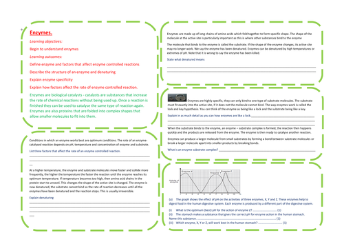 GCSE Biology / science Enzymes learning mat | Teaching Resources