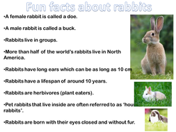 Rabbit Fun facts sheet | Teaching Resources