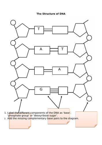 DNA - complete lesson (GCSE 1-9) | Teaching Resources